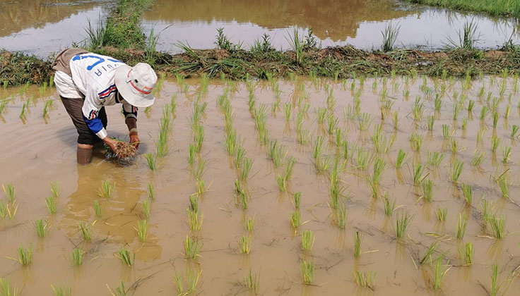 ทดลองทำแปลงปลูกผัก ทำนา | CBT Thailand